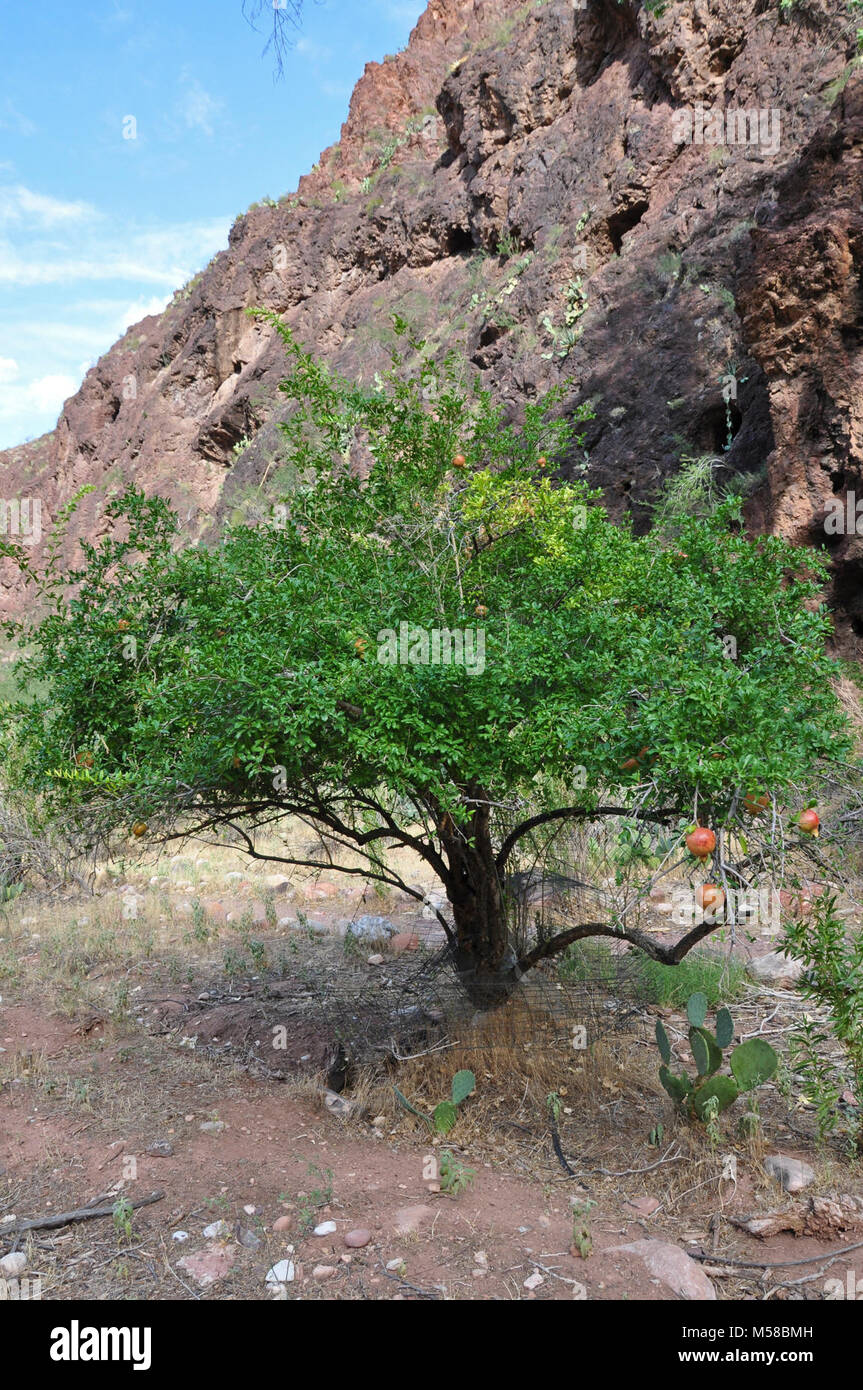 Grand Canyon National Park Phantom Ranch . Historic pomegranate tree ...