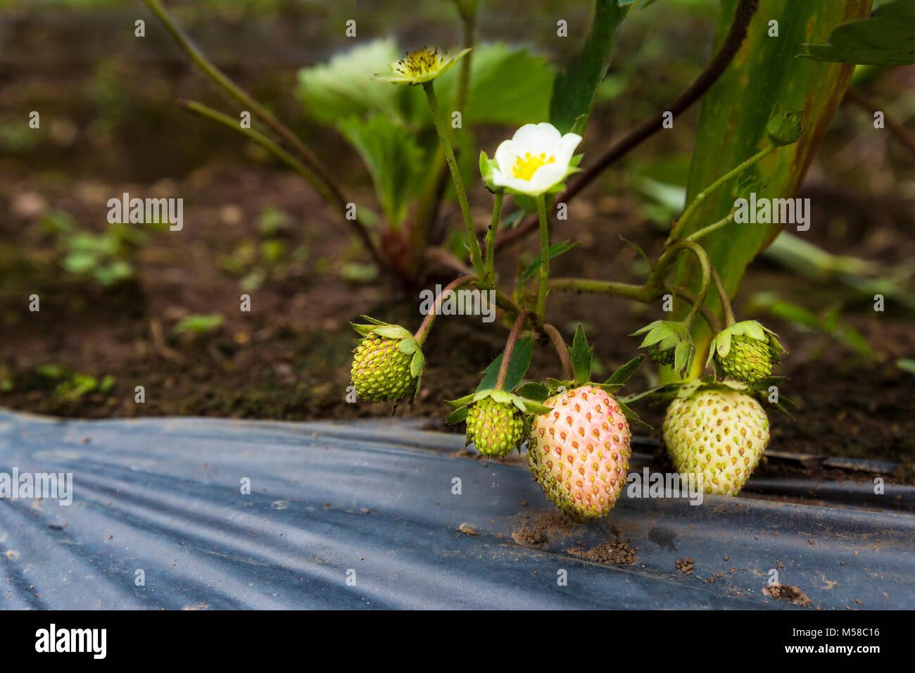 Young strawberries hanging down from the tree with its white flower ...