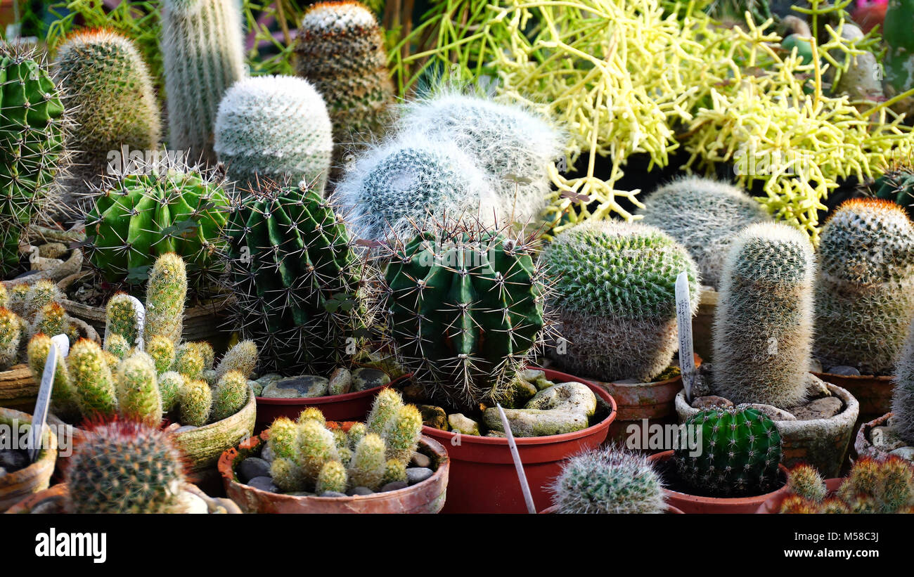 Different types of cacti stand on counter Stock Photo - Alamy