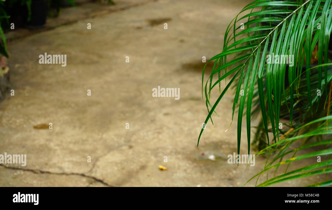 Plant bent leaves to ground and stand near light colored track Stock ...