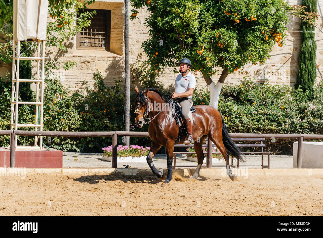 Cordoba, Spain - April 12, 2017: Horse rider riding a brown andalusian ...