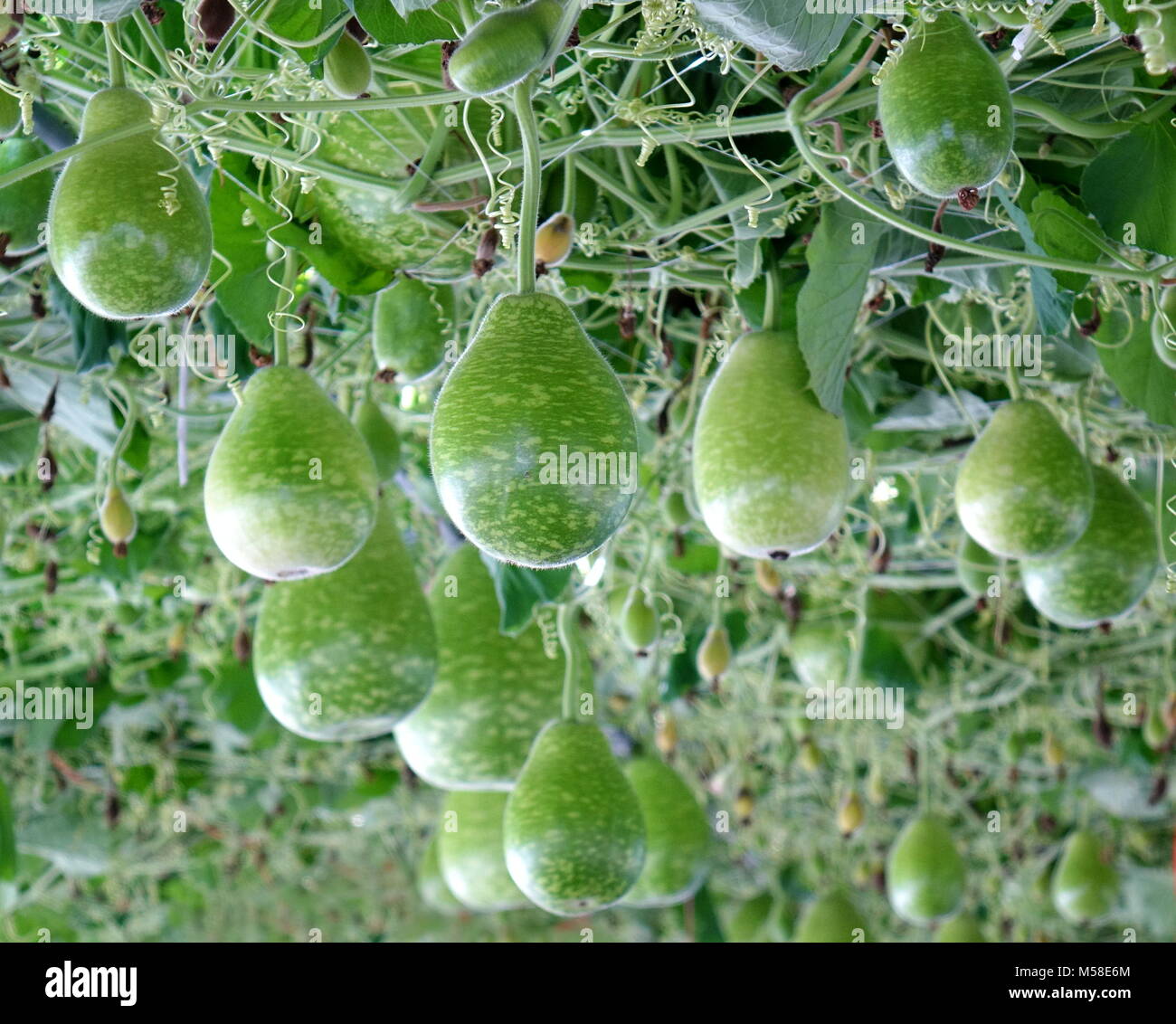 Green calabash or bottle gourds are growing on a vine Stock Photo - Alamy