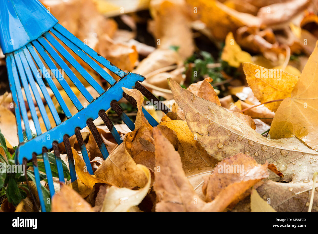 a blue rake with fall yellow leaves Stock Photo - Alamy