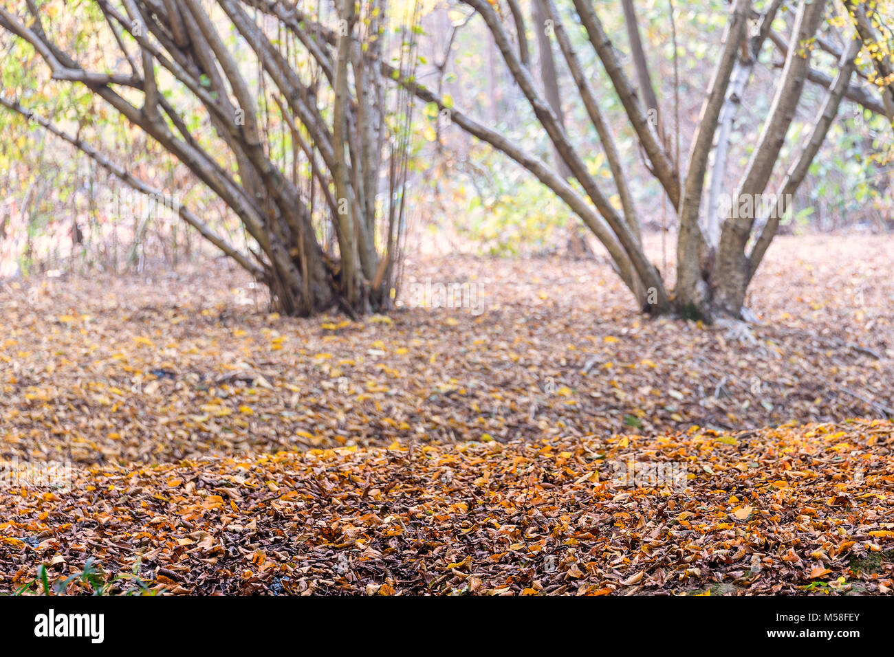 autumnal landscapes of the underbrush in a Lombardia natural park Stock ...