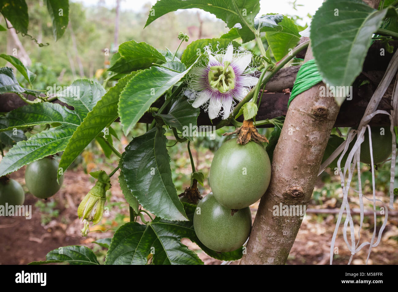 Passionfruit Plant, Uganda Stock Photo - Alamy