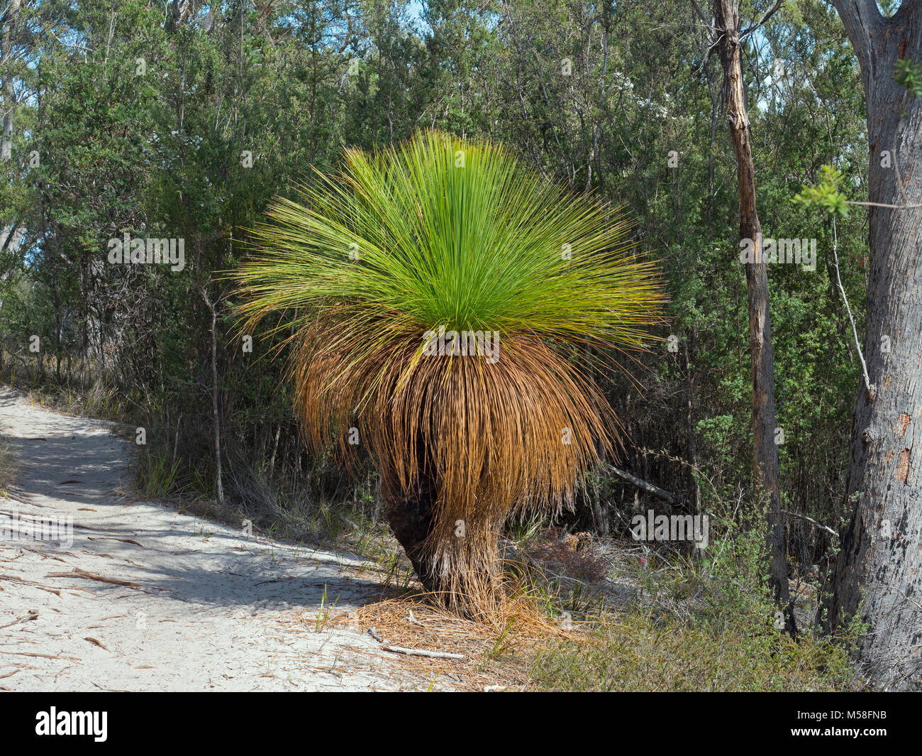 Grass-tree Xanthorrhoea australis or Southern grass tree, Australian ...