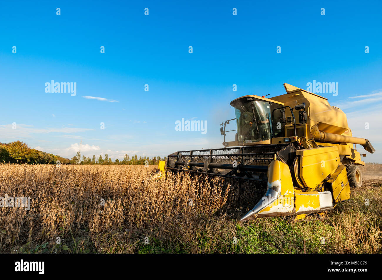 Harvesting of soybean field with combine harvester. Yellow thresher ...