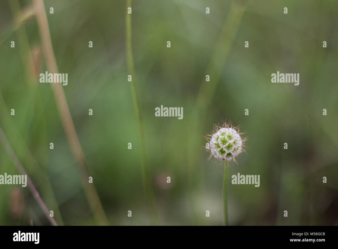 Ball flower hi-res stock photography and images - Alamy