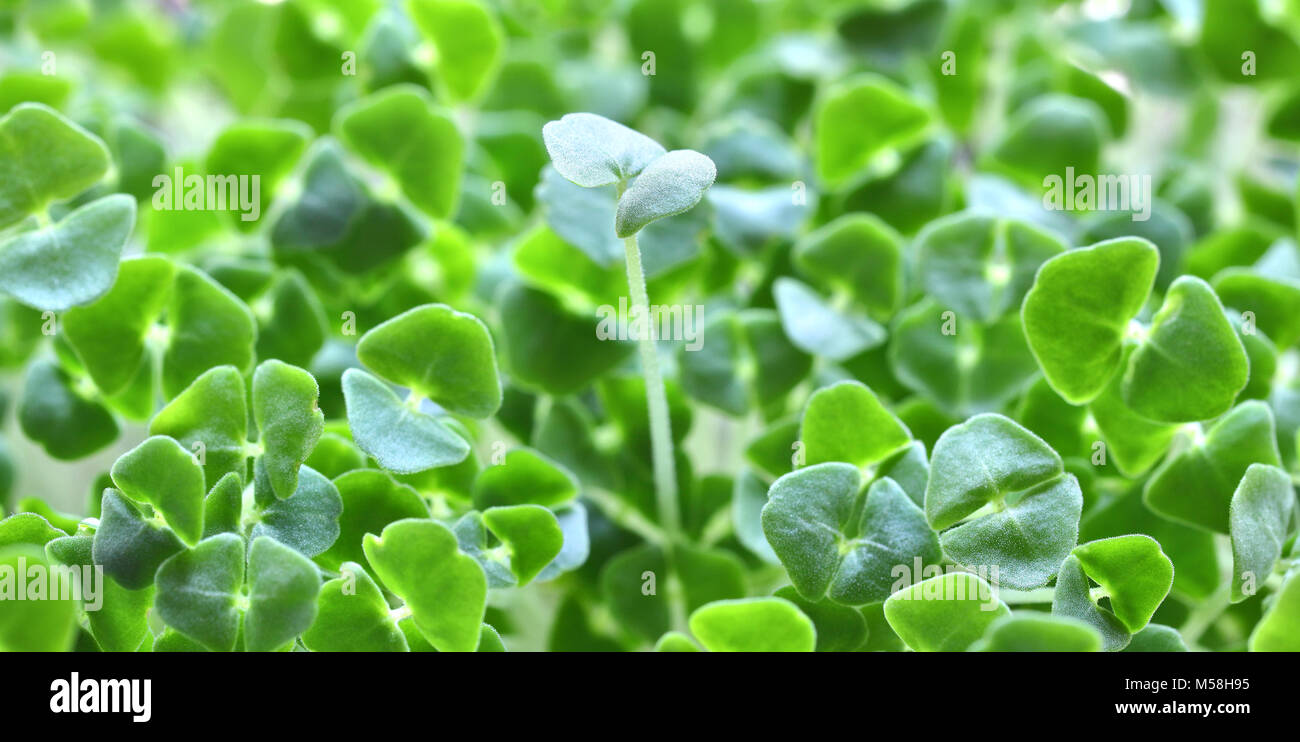 Chia plant hi-res stock photography and images - Alamy