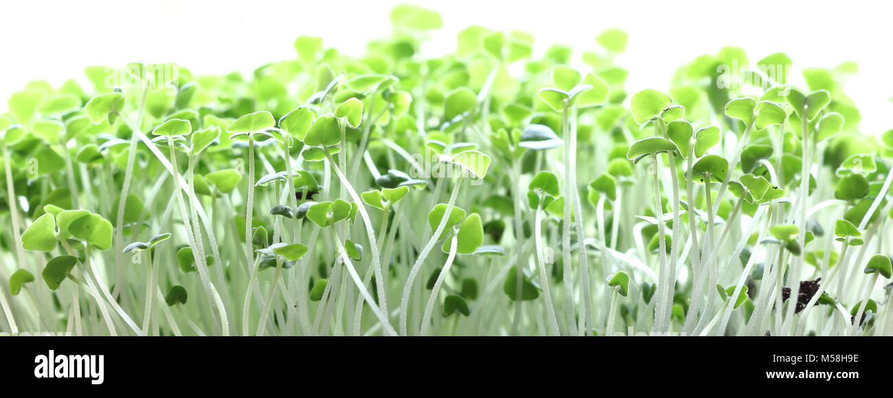 Chia Sprouts banner Stock Photo - Alamy