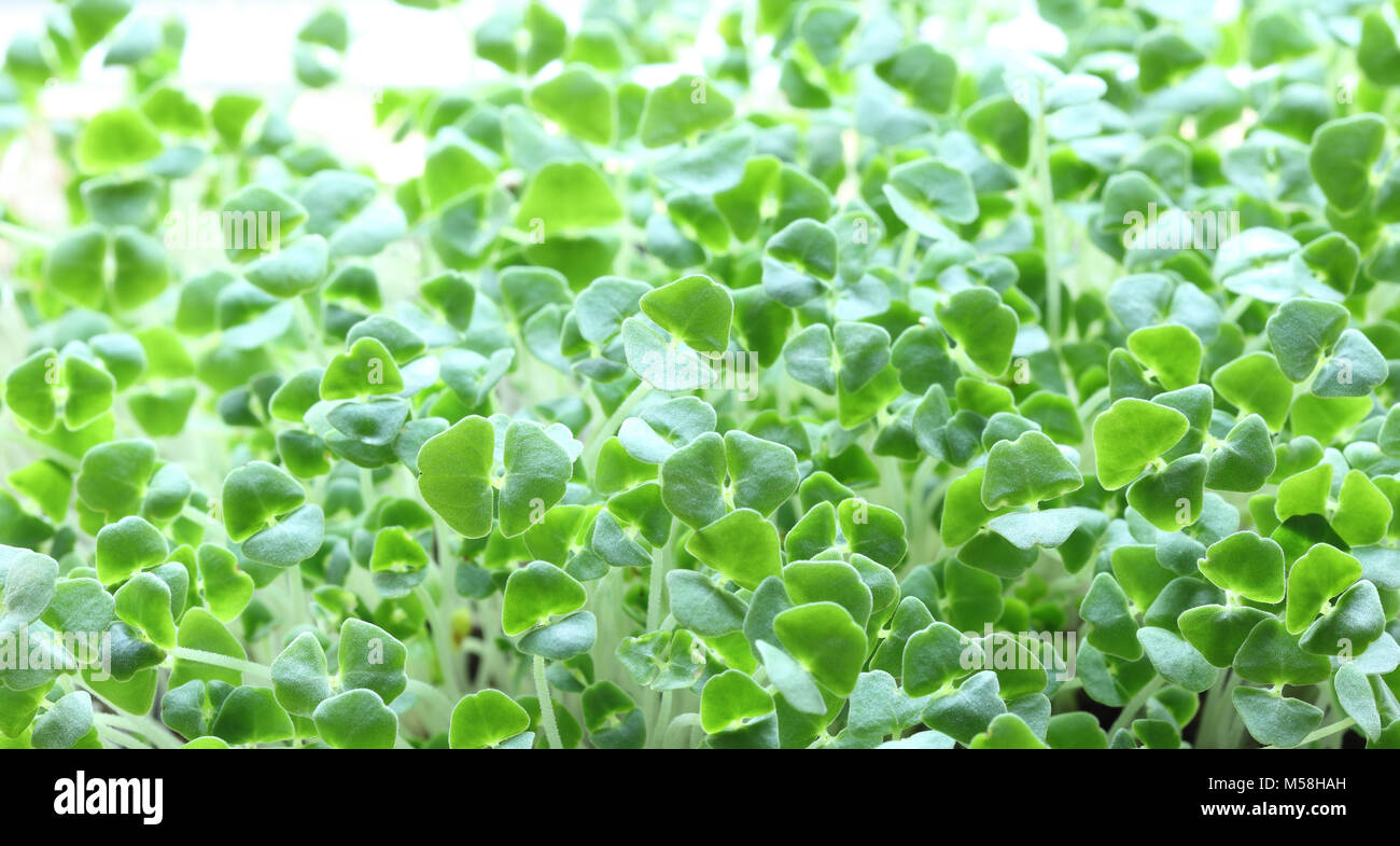 Chia plant hi-res stock photography and images - Alamy