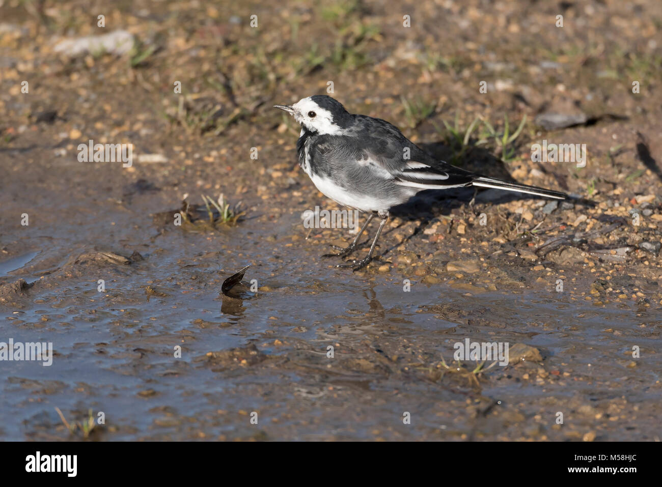 Pied wagtail bird Stock Photo - Alamy