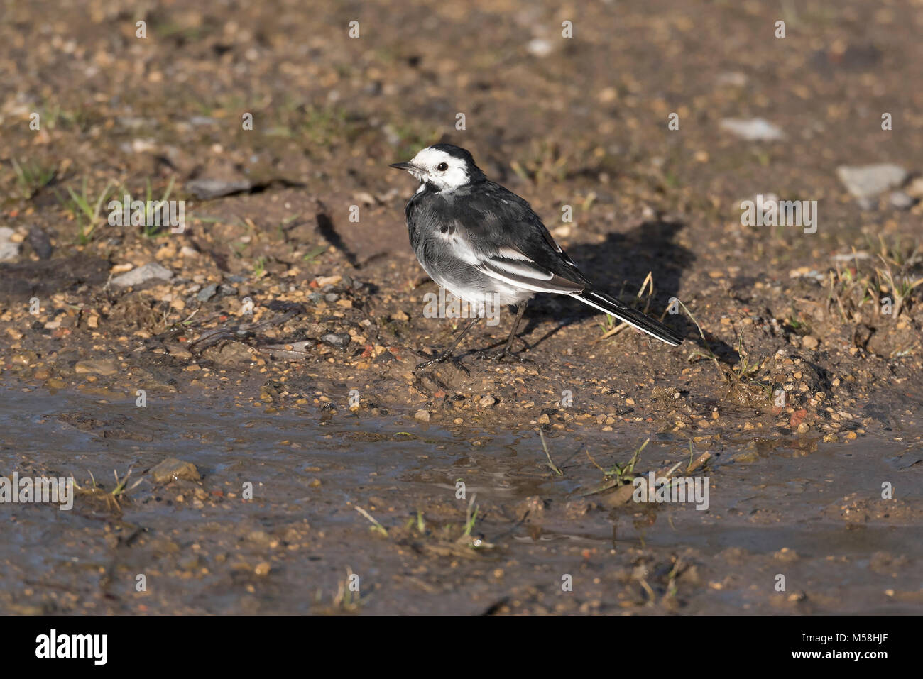 Wagtail bird hi-res stock photography and images - Alamy