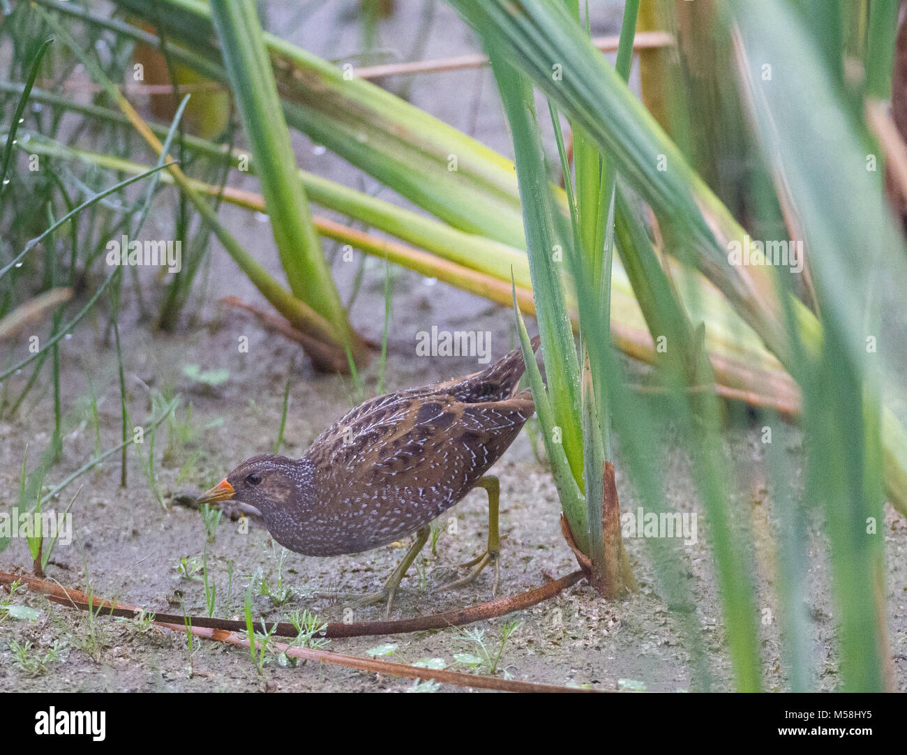 Spotted Crake (Porzana porzana Stock Photo - Alamy