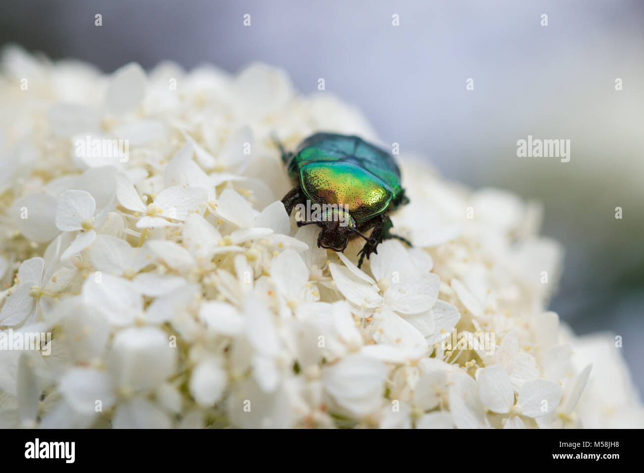protaetia aeruginosa beetle on a flower Stock Photo - Alamy