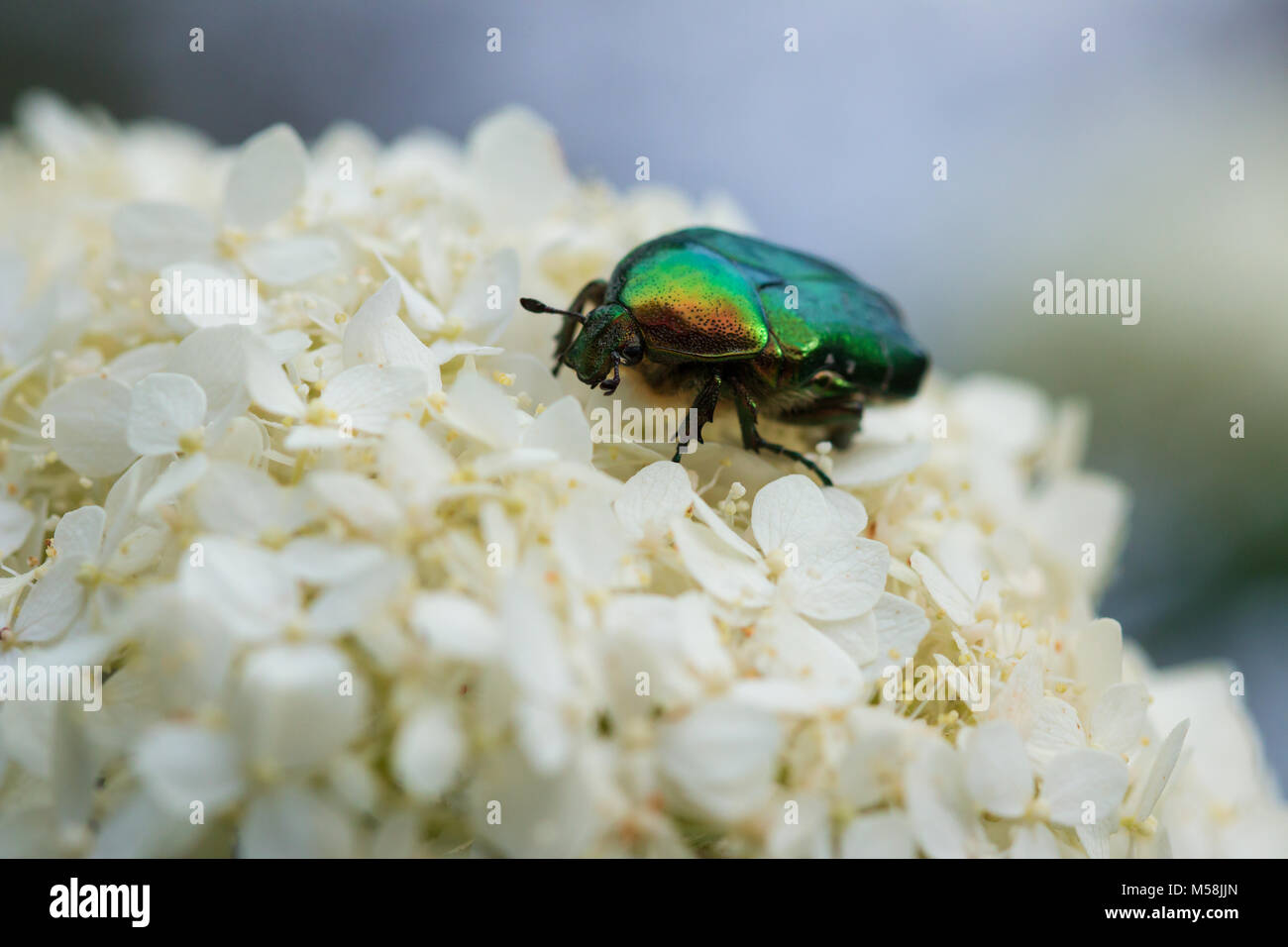 protaetia aeruginosa beetle on a flower Stock Photo - Alamy