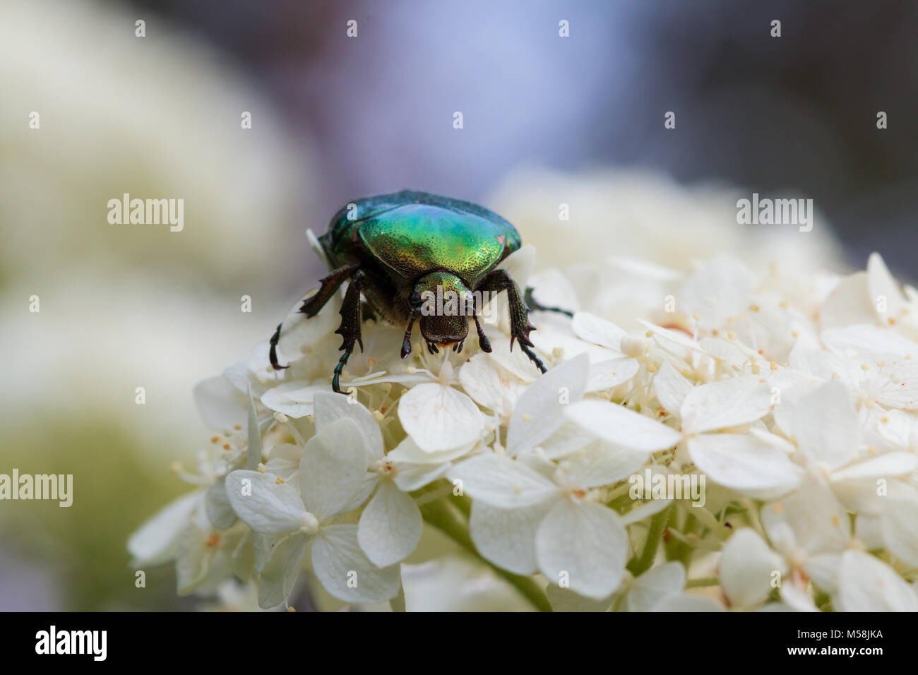 protaetia aeruginosa beetle on a flower Stock Photo - Alamy