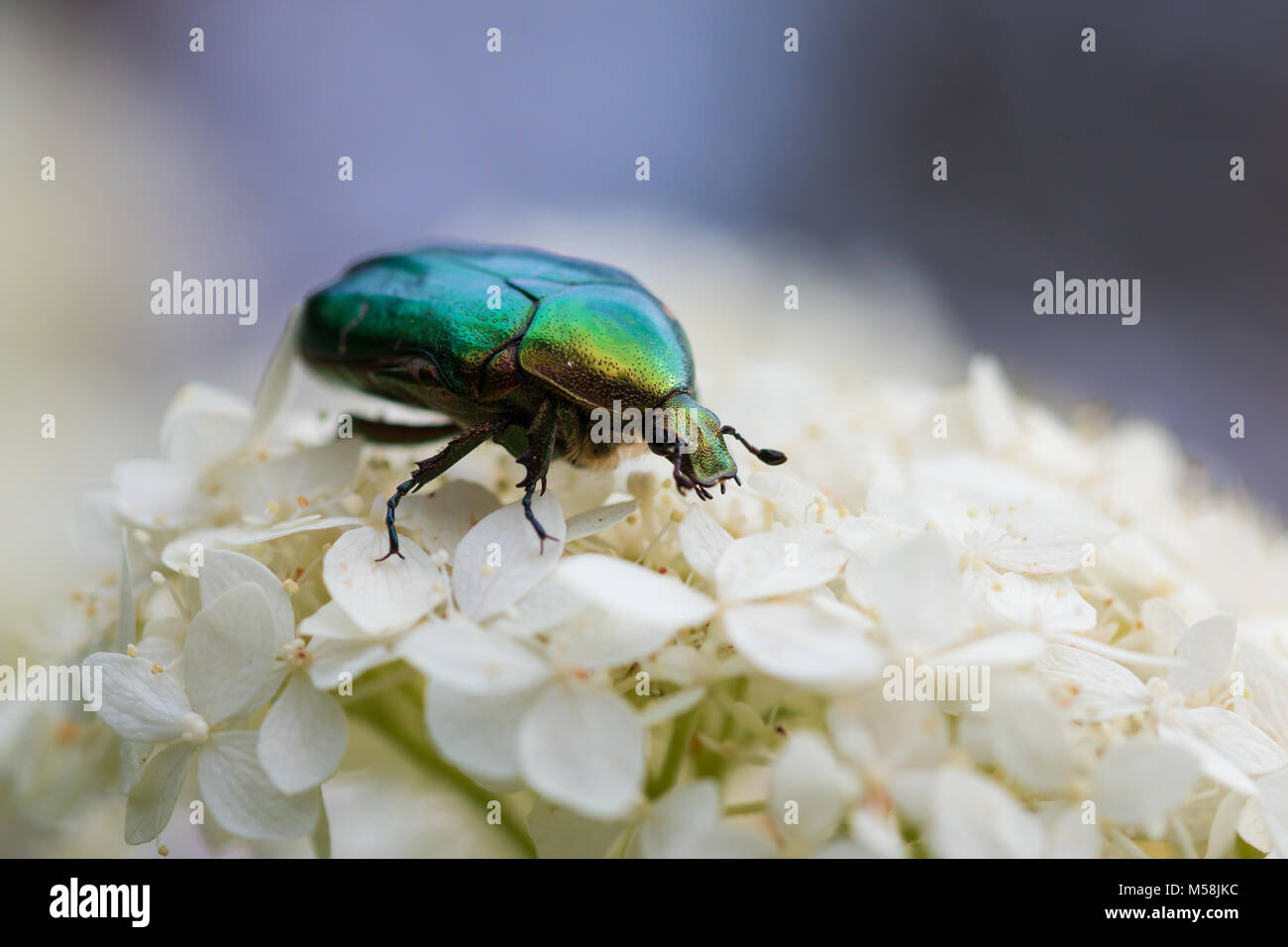 protaetia aeruginosa beetle on a flower Stock Photo - Alamy