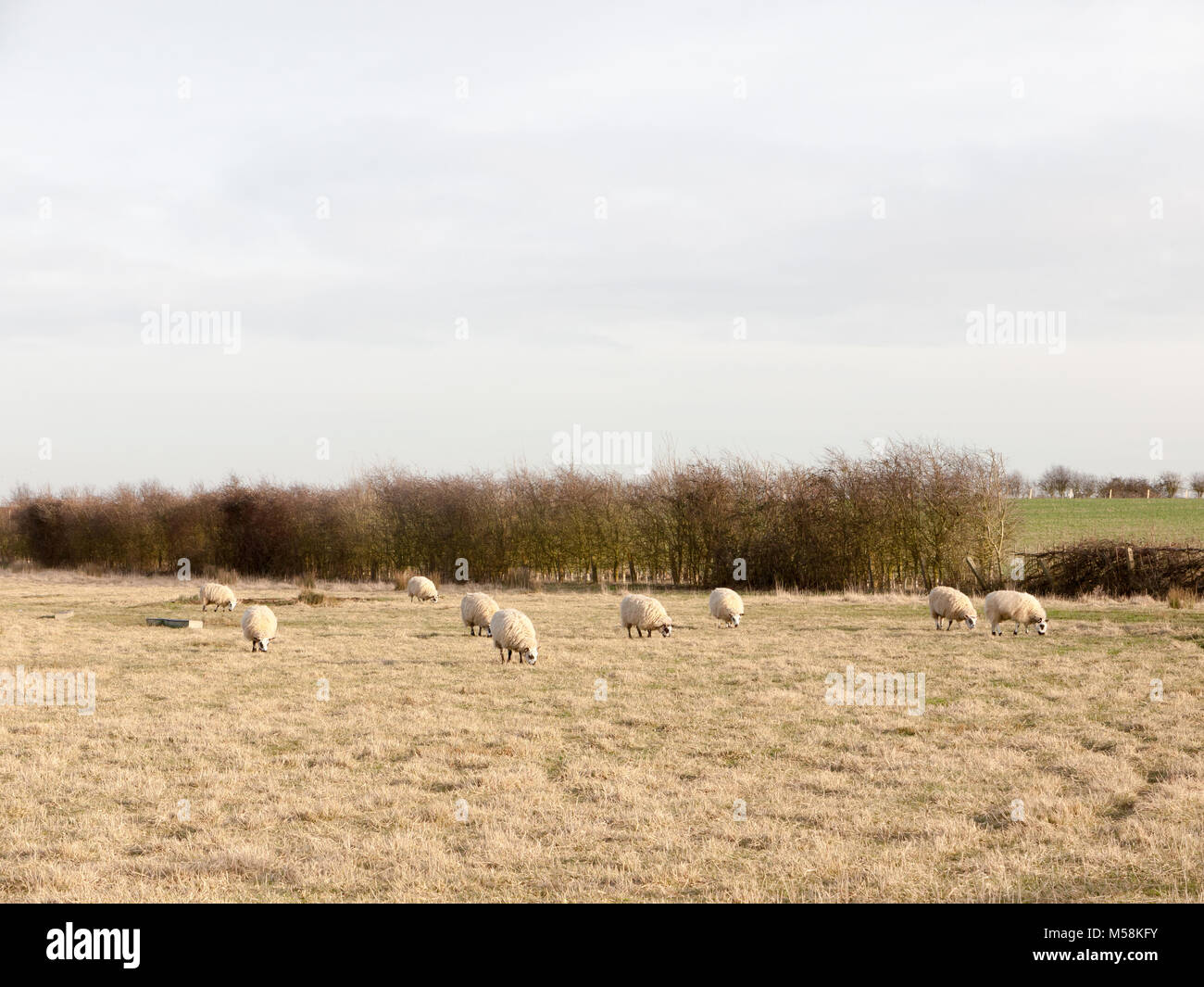 many sheep in farm field open day grass plain spring landscape ; essex ...