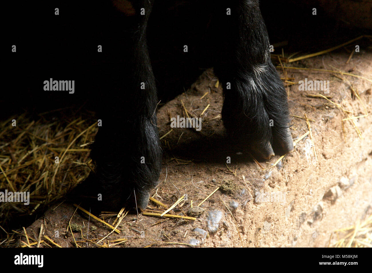 The goat hooves hi-res stock photography and images - Alamy