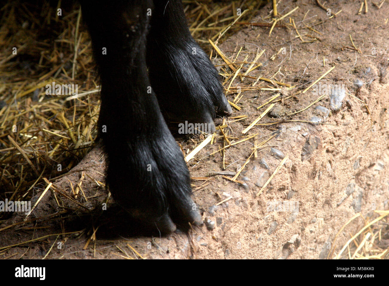 Goats feet hi-res stock photography and images - Alamy