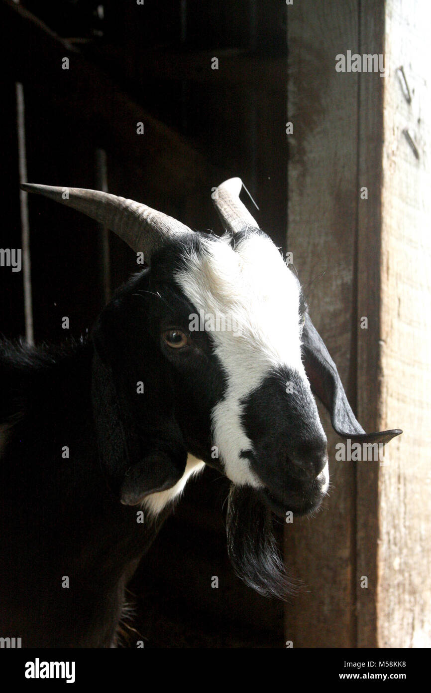 Close up domesticated goat hi-res stock photography and images - Alamy