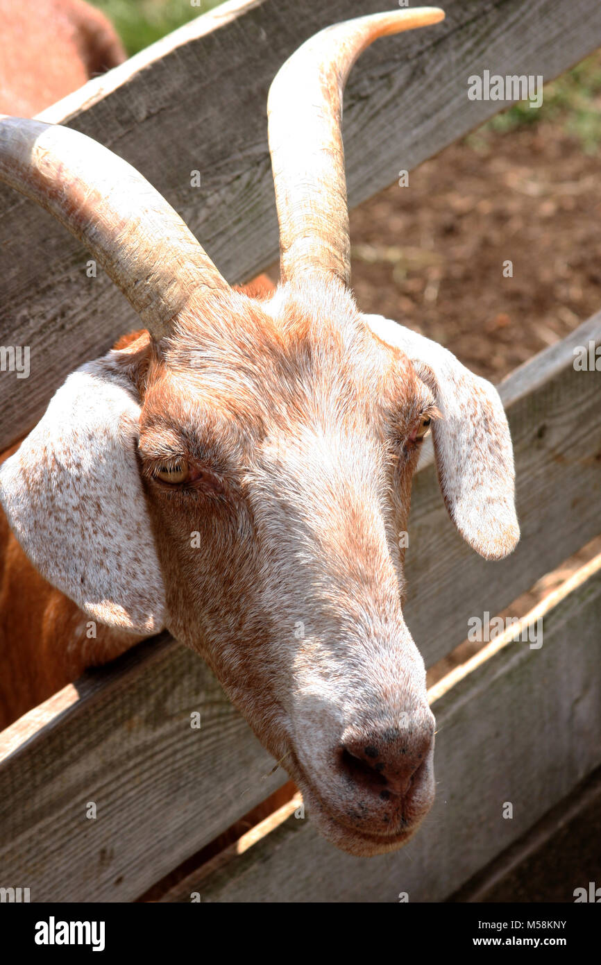 Close up domesticated goat hi-res stock photography and images - Alamy