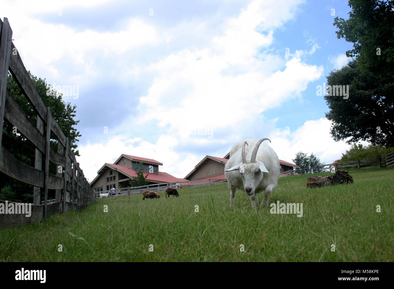 Domesticated ram at the farm Stock Photo - Alamy