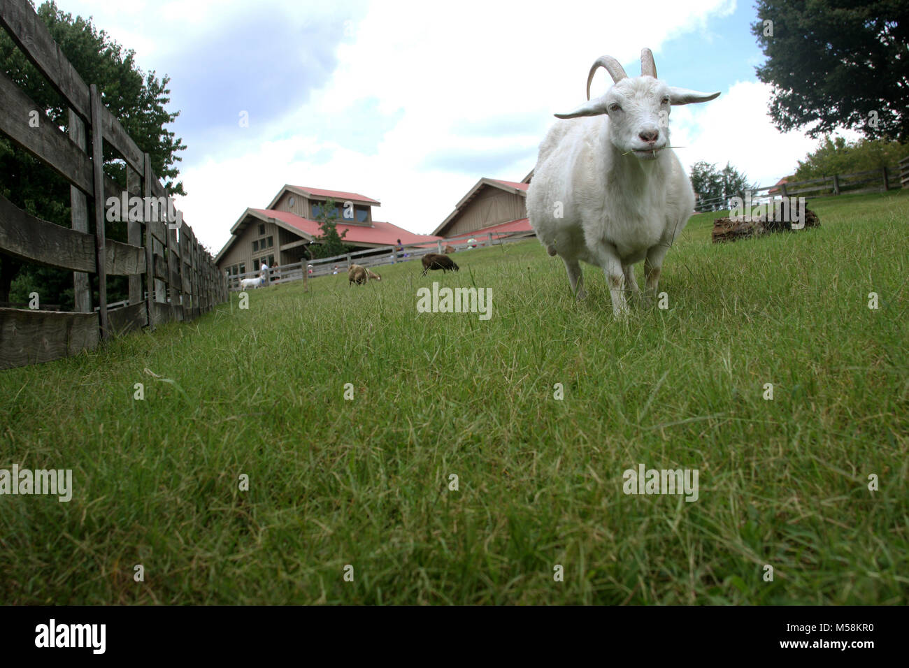 Domesticated ram at the farm Stock Photo - Alamy