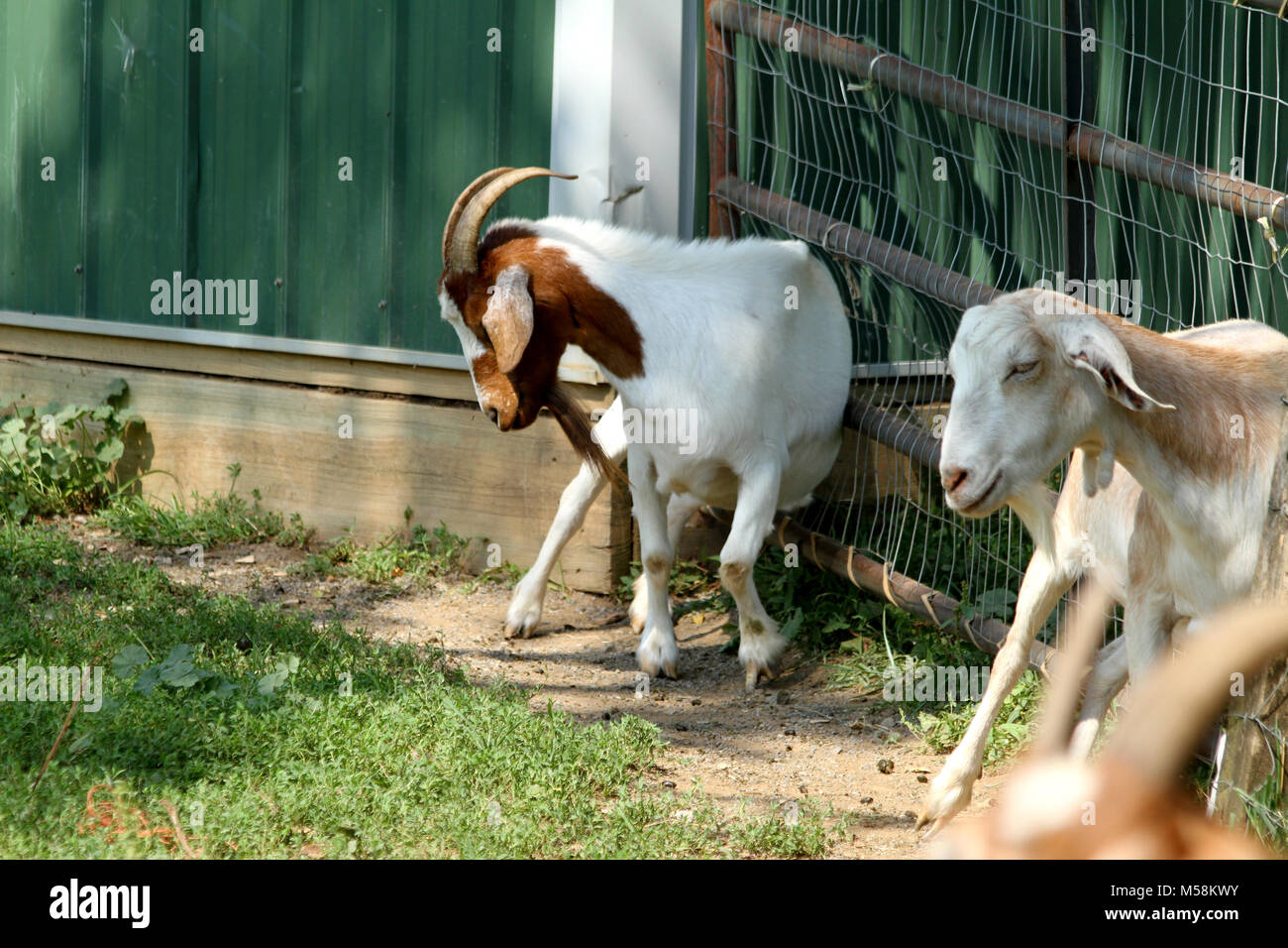 Scratch coat hi-res stock photography and images - Alamy