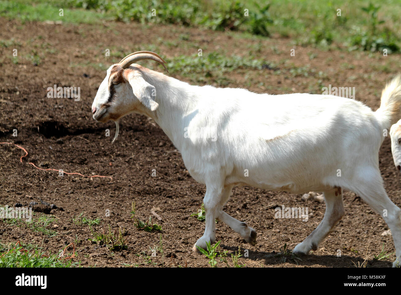 White domesticated goat Stock Photo - Alamy