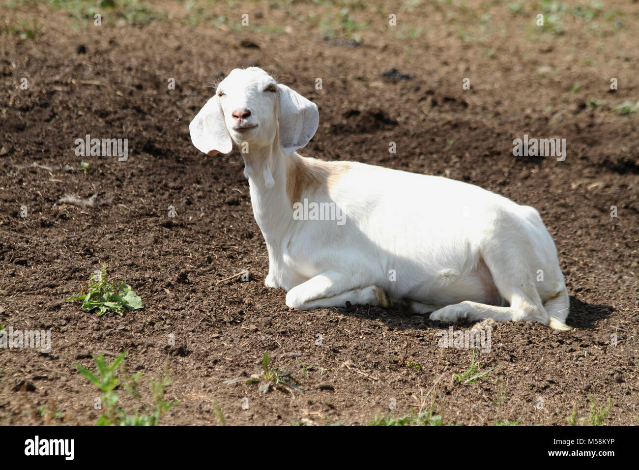 Domestic goat breed hi-res stock photography and images - Alamy