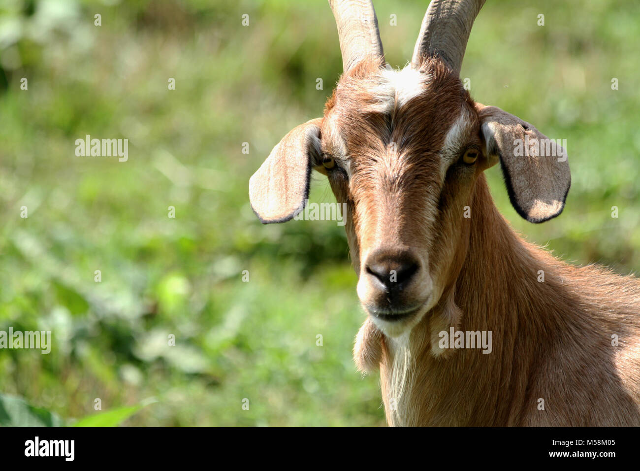 Goat face hi-res stock photography and images - Alamy