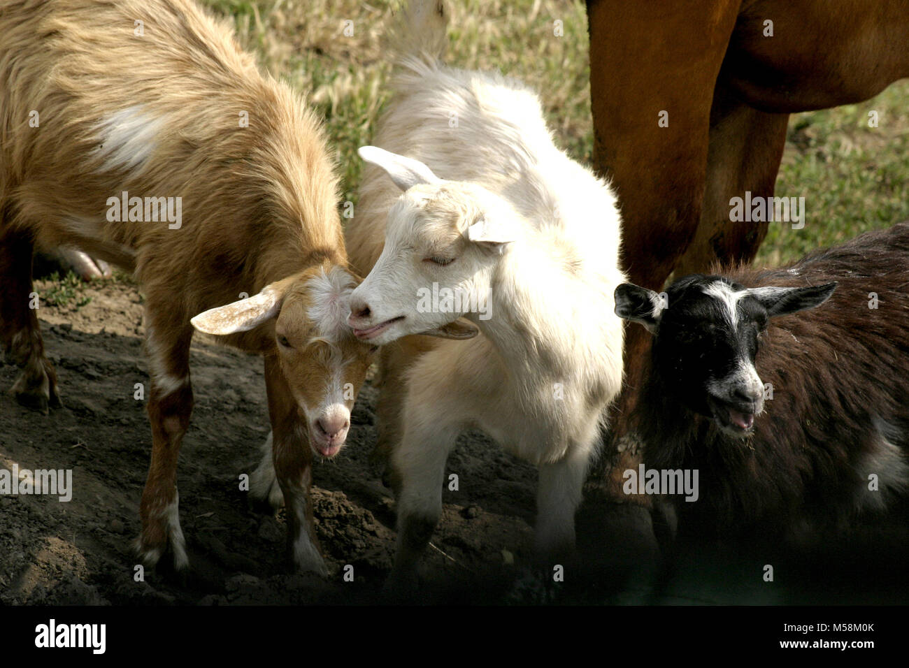 Goats at the farm Stock Photo - Alamy