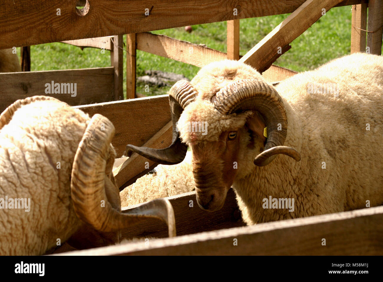 Domesticated rams with curved horns Stock Photo - Alamy