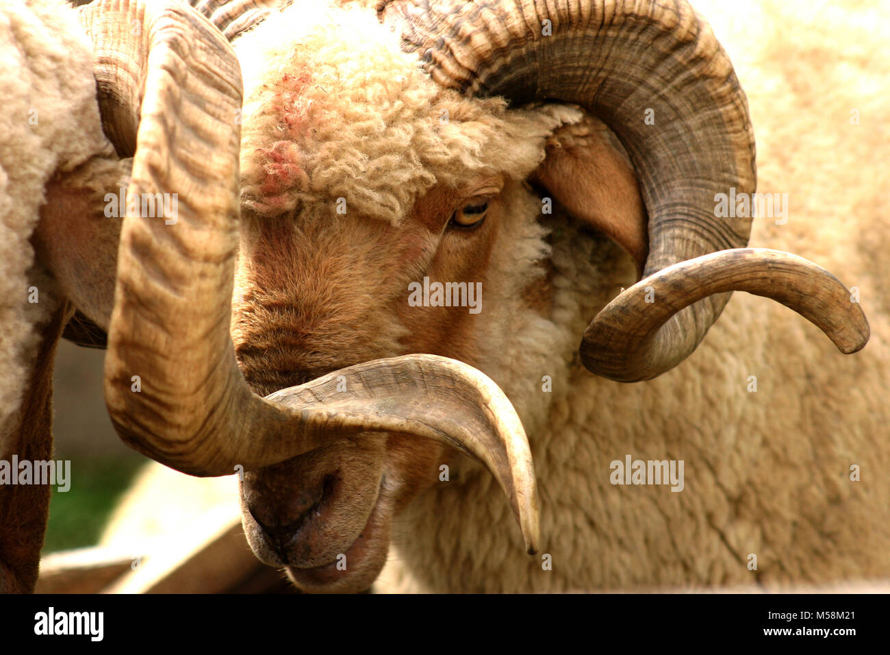 Curved Horns High Resolution Stock Photography and Images - Alamy