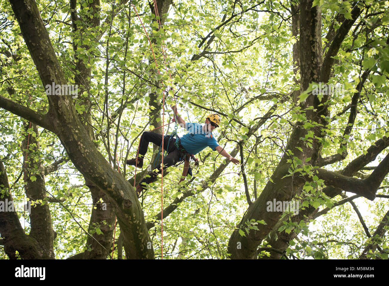 The Netherlands. Rotterdam. 20-05-2017. Tree climbing, Dutch ...