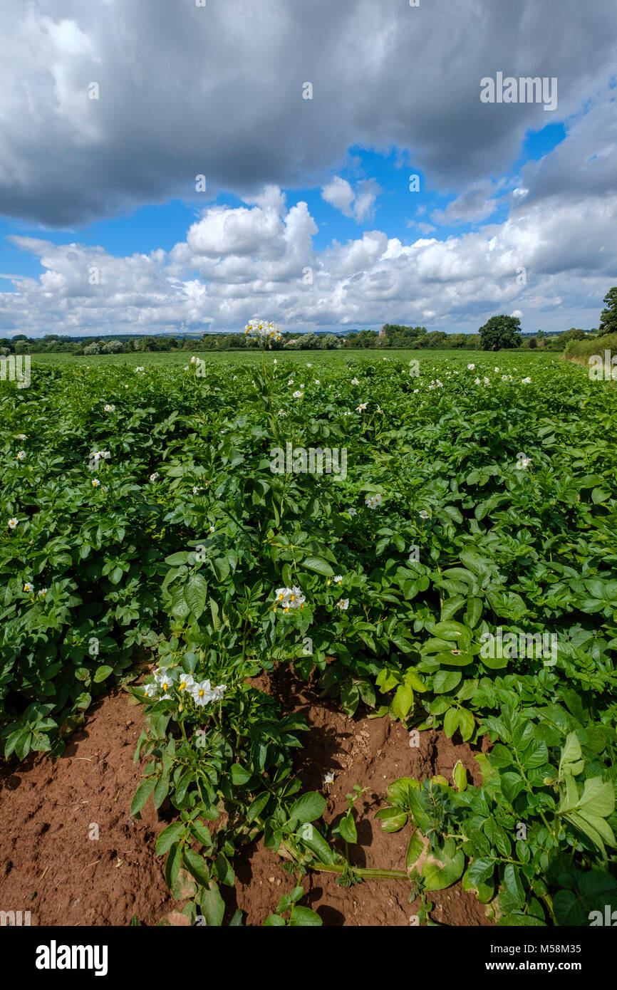Potato field and blue sky with clouds hi-res stock photography and ...