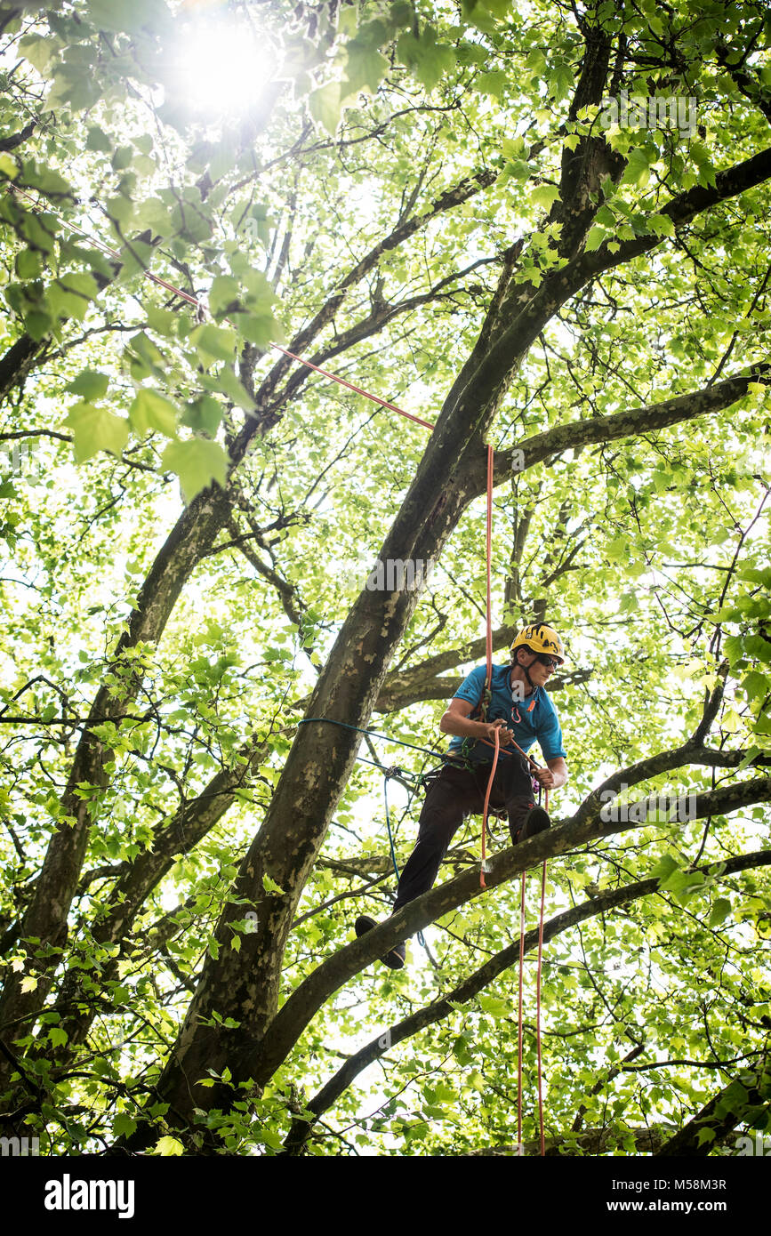 Tree climbing championship hi-res stock photography and images - Alamy
