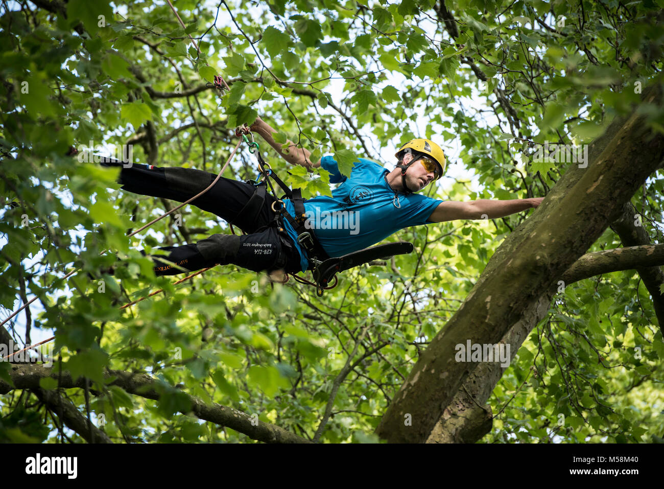 Tree climbing championship hi-res stock photography and images - Alamy