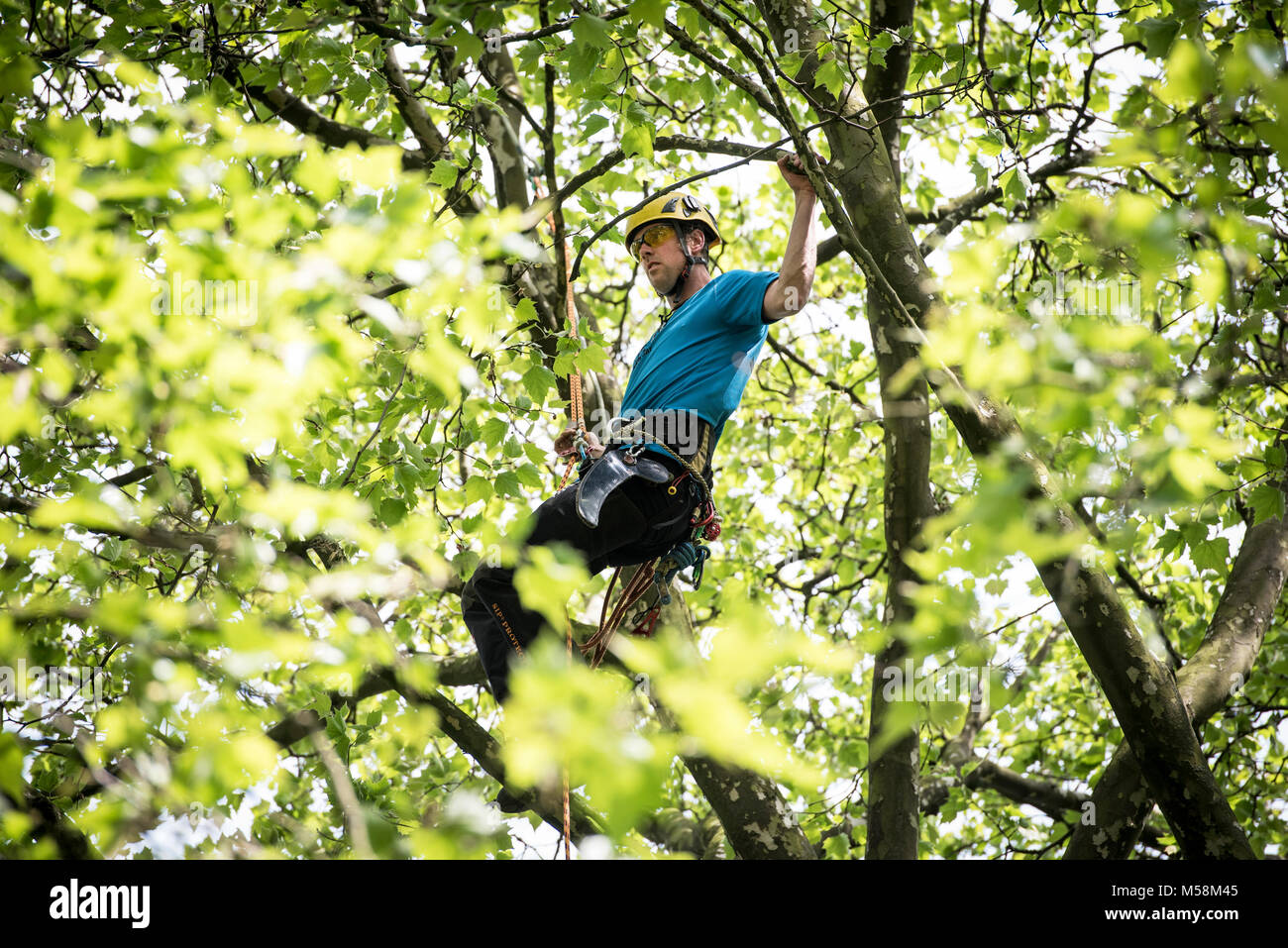 The Netherlands. Rotterdam. 20-05-2017. Tree climbing, Dutch ...