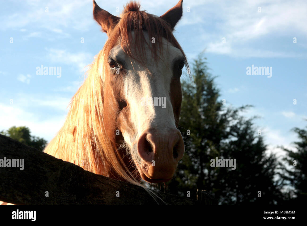 Horses face hi-res stock photography and images - Alamy