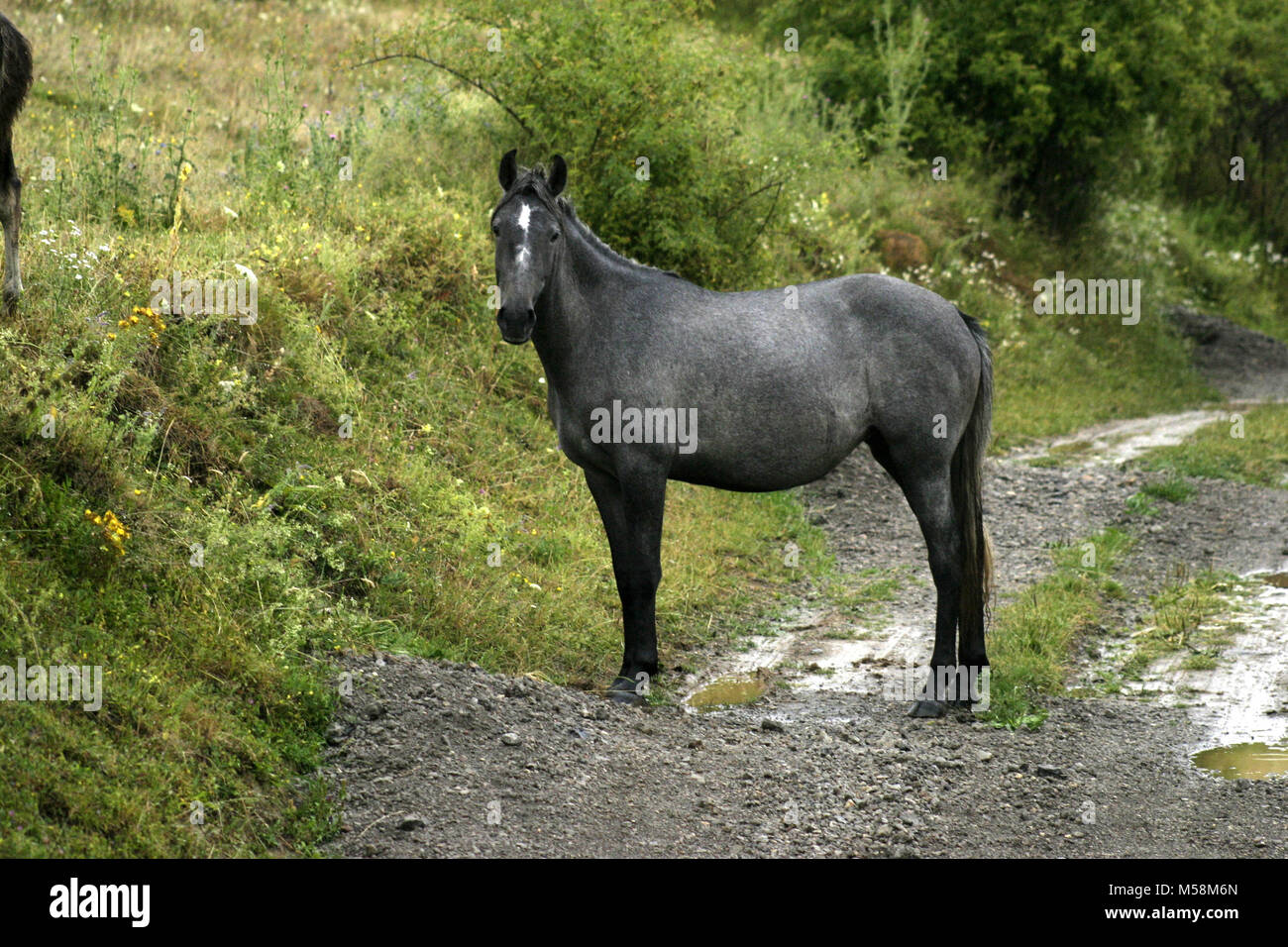 Wandering horse hi-res stock photography and images - Alamy