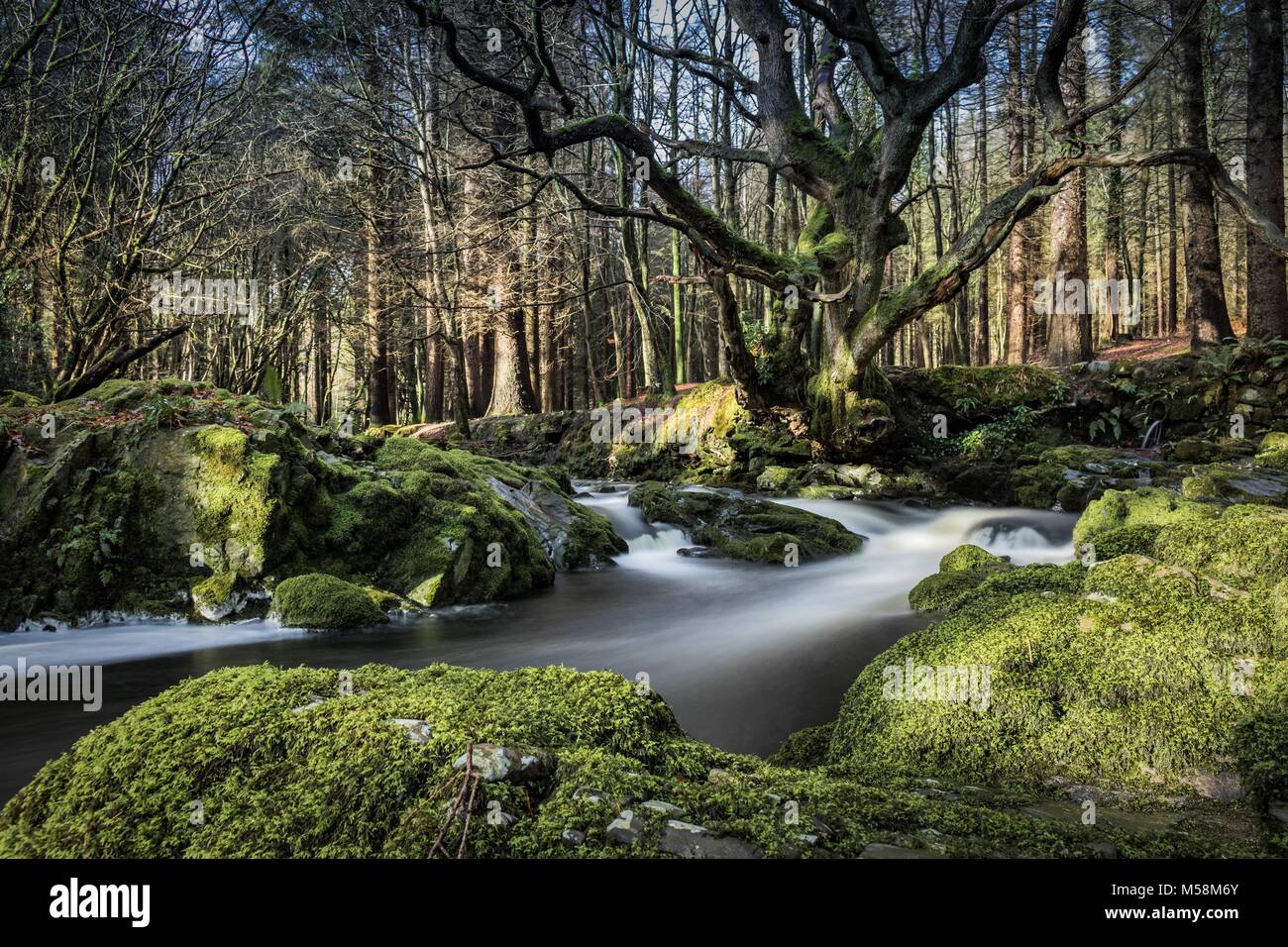 Tollymore Forest Park, Northern Ireland Stock Photo - Alamy