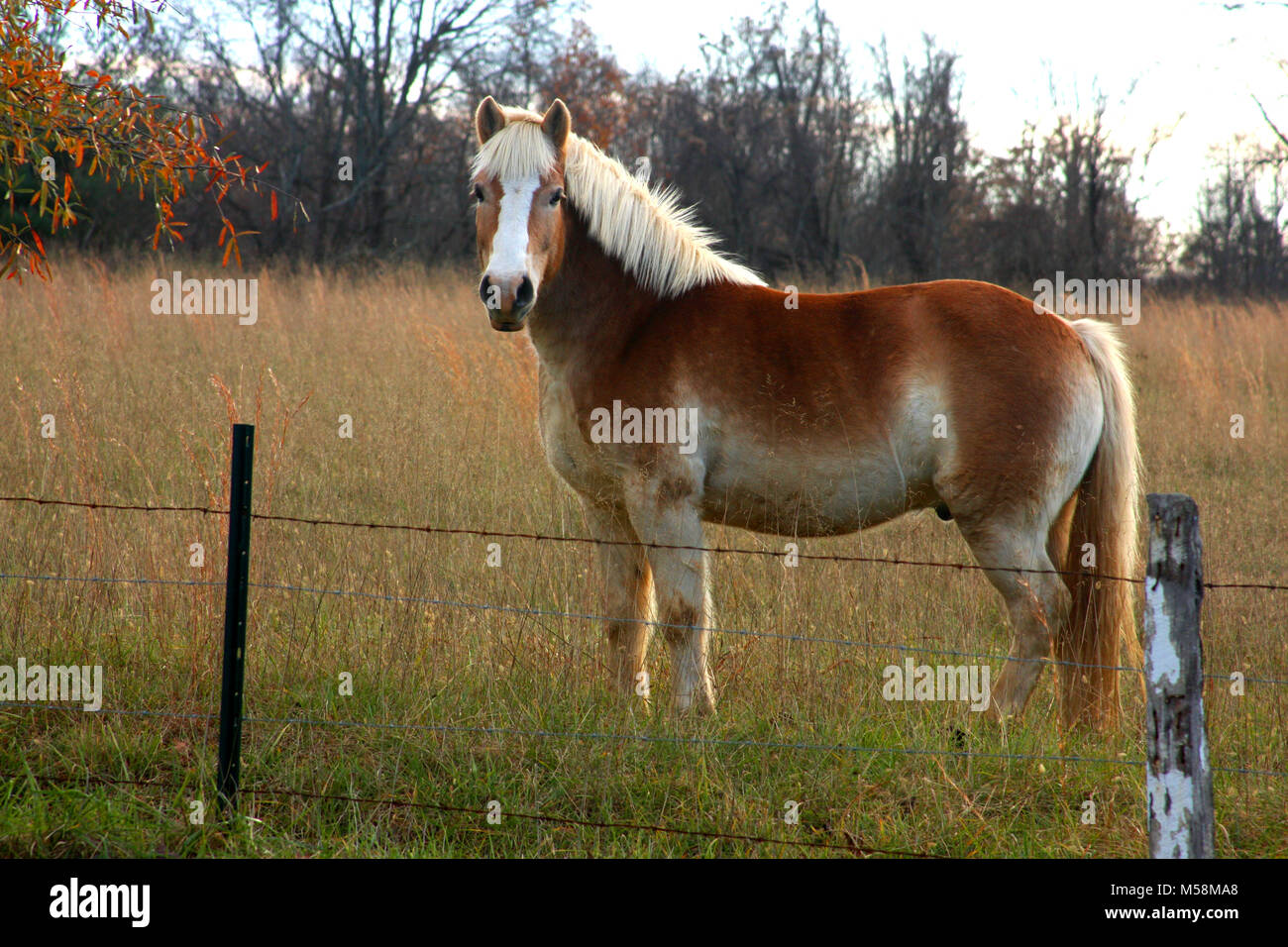 Beautiful horse in the field in fall time Stock Photo - Alamy