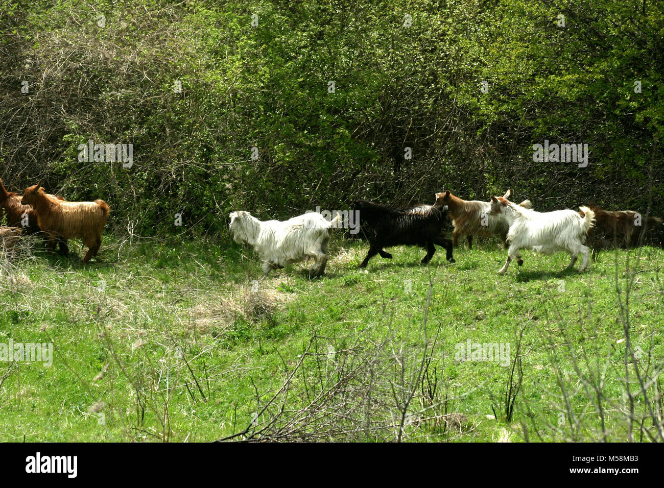 Domestic goats running Stock Photo - Alamy