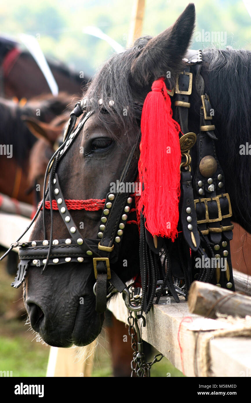 Beautifully Decorated Horse Ready For Competition Stock Photo Alamy