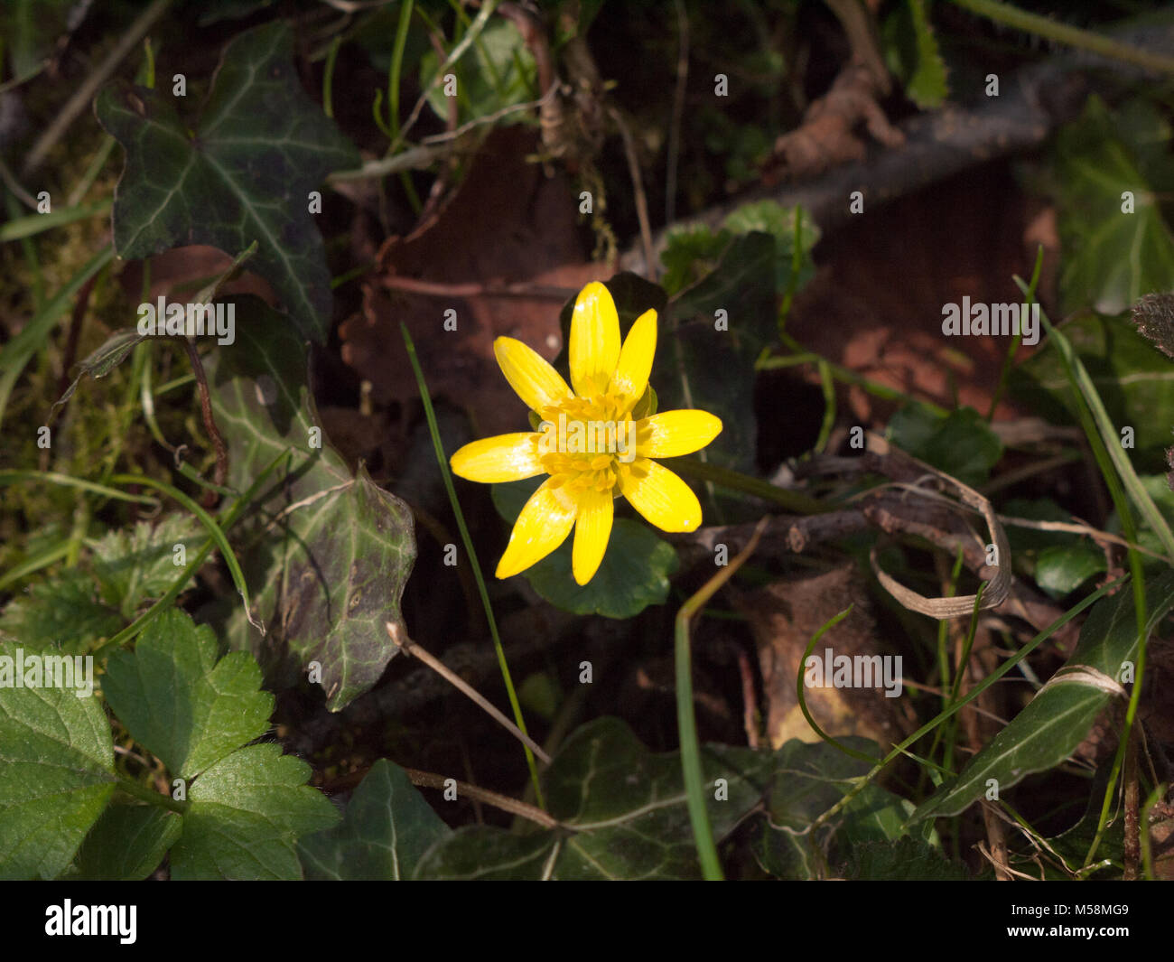 beautiful small yellow one flower petal spring forest floor; essex ...