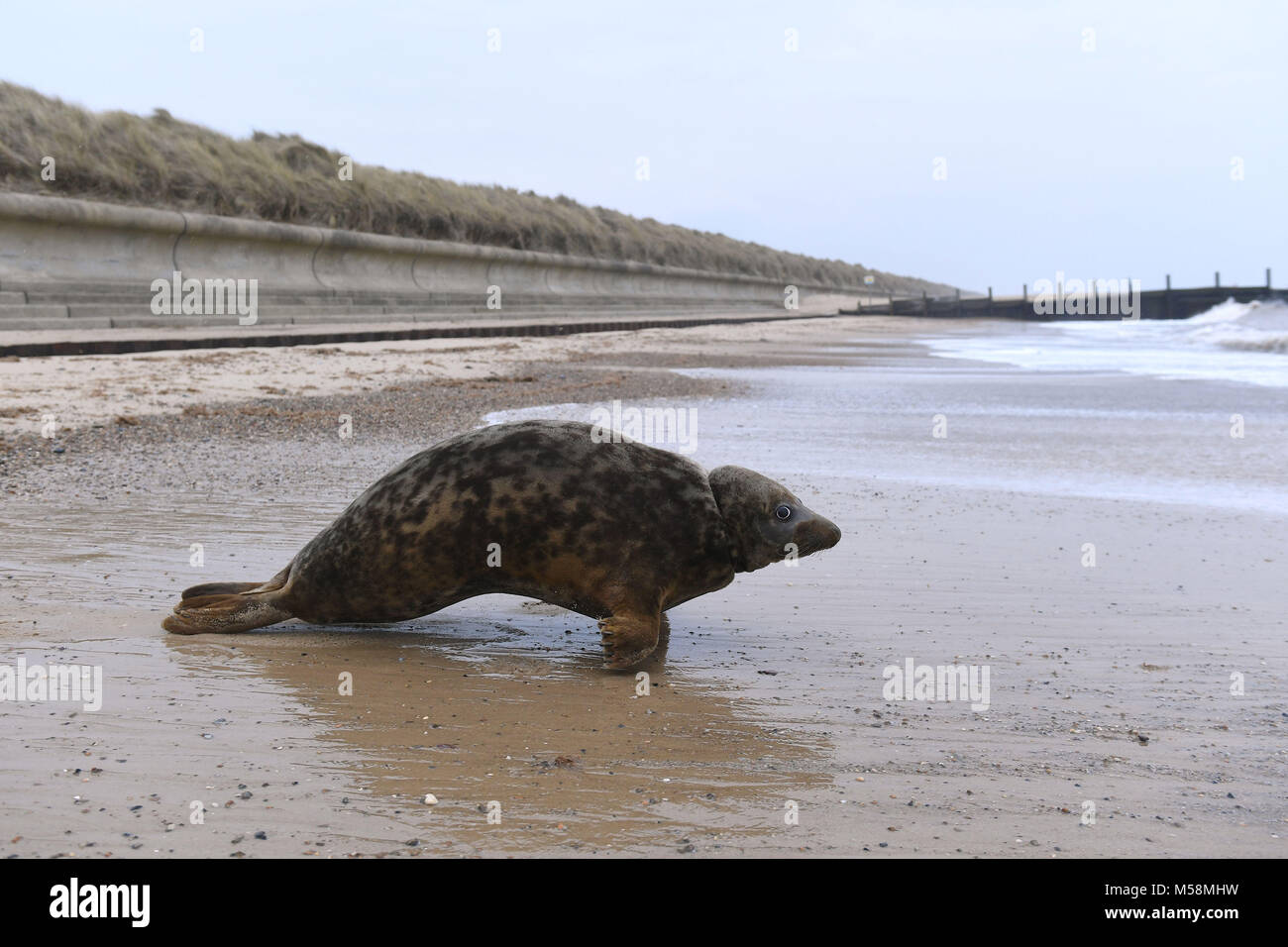 A grey seal nicknamed Mrs Frisbee is released back into the wild at ...