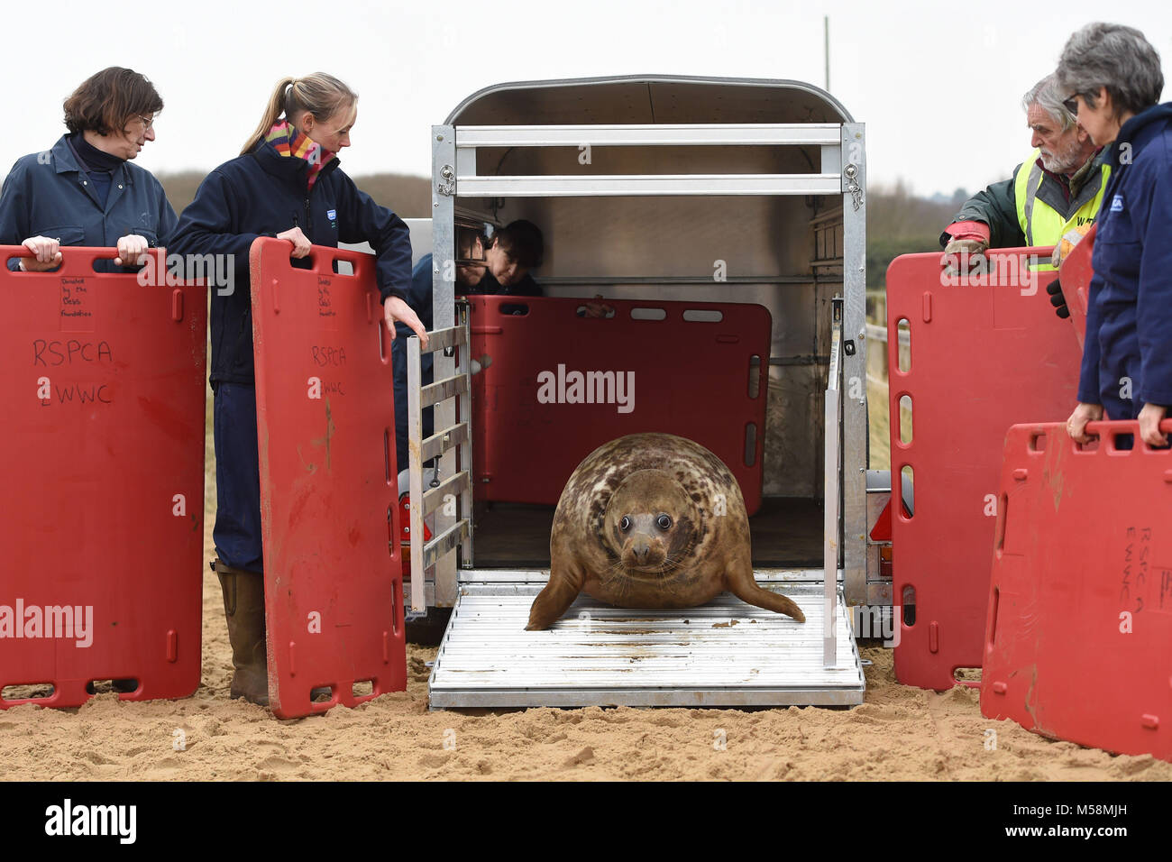 A grey seal nicknamed Mrs Frisbee is released back into the wild at ...